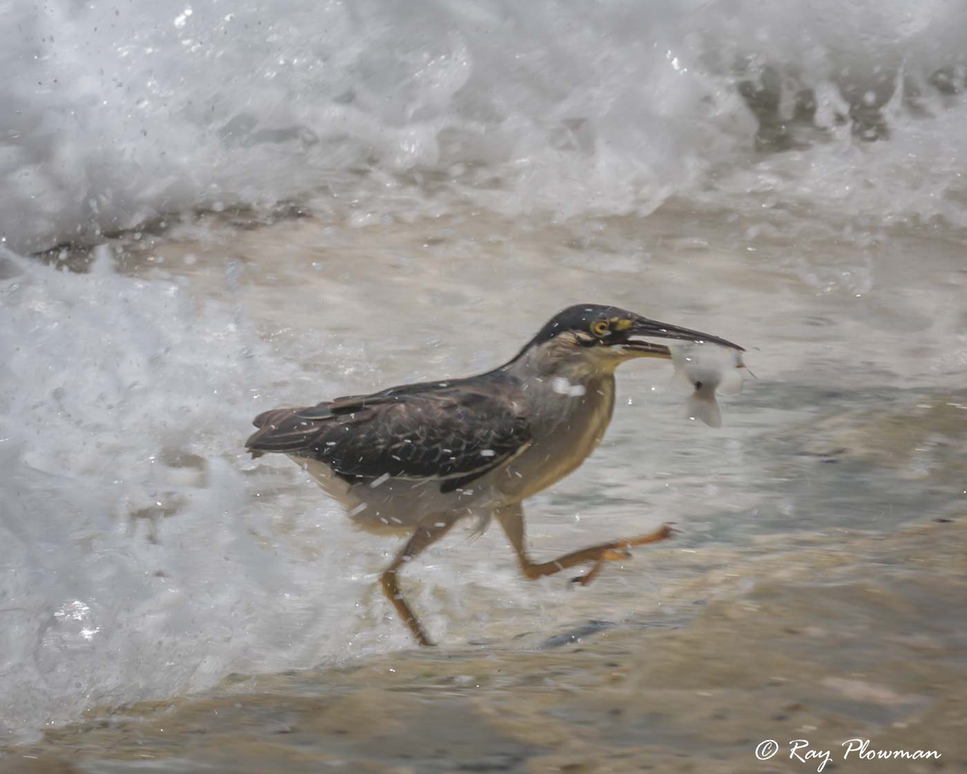 Herons | Ray Plowman