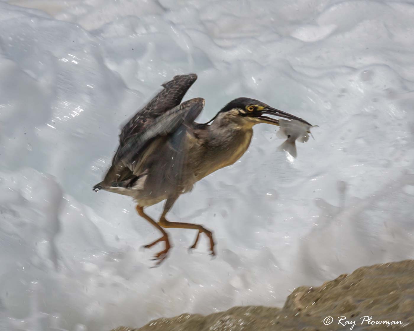 Herons | Ray Plowman
