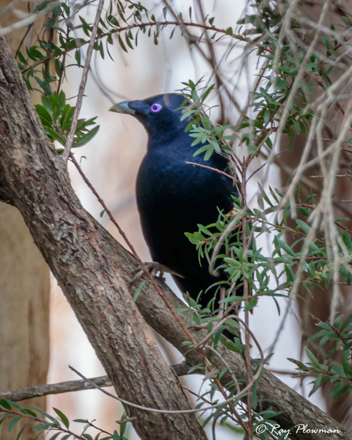 Bowerbirds, Catbirds, Australasian Babblers - Ray Plowman
