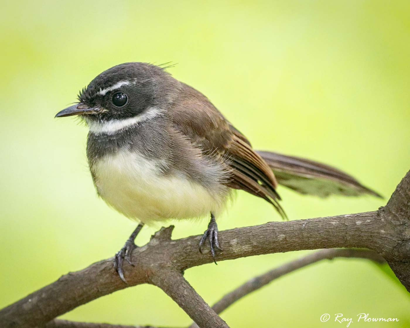 Drongos, Fantails and Birds-of-Paradise | Ray Plowman
