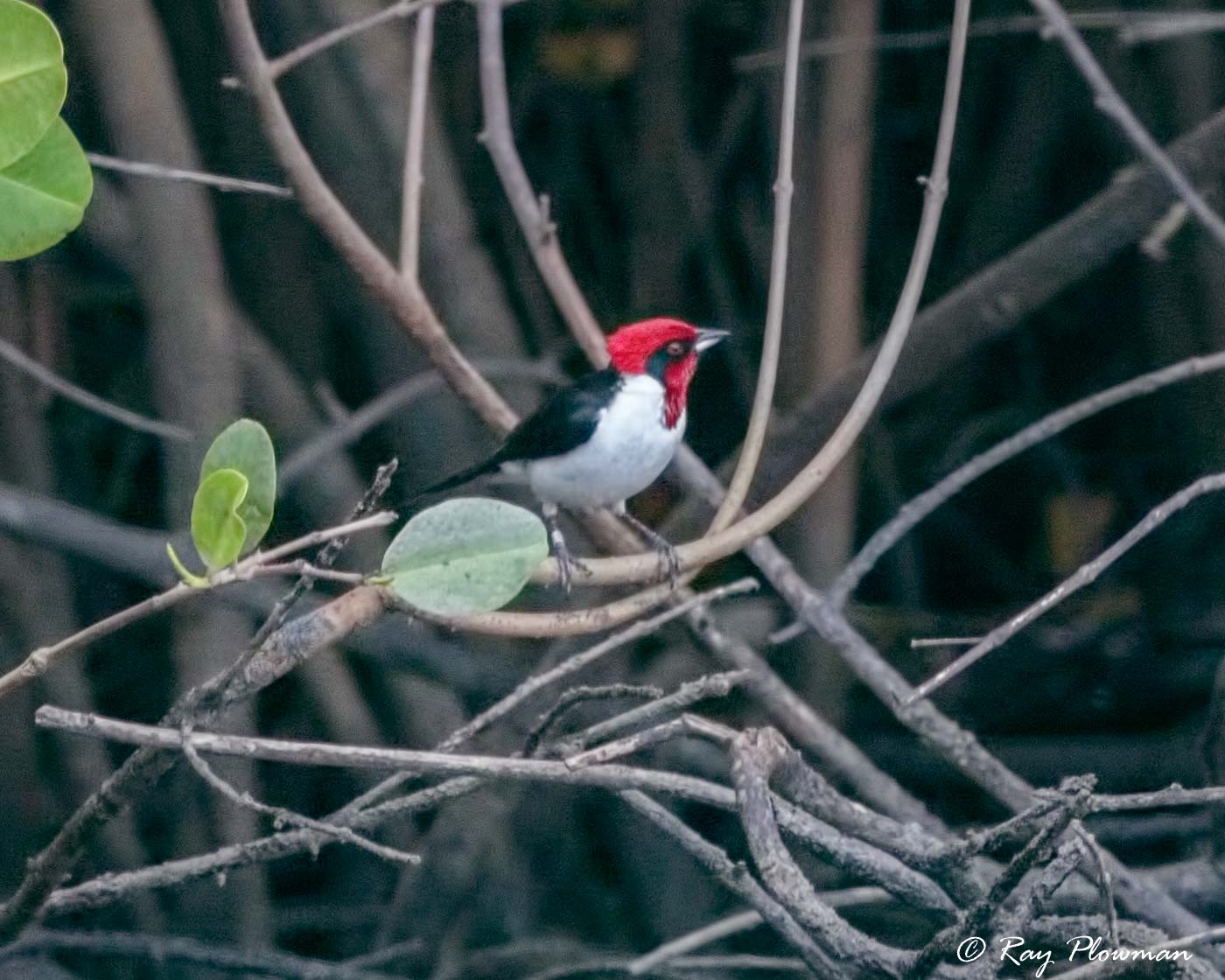 Tanagers, Cardinals and Darwin's Finches | Ray Plowman