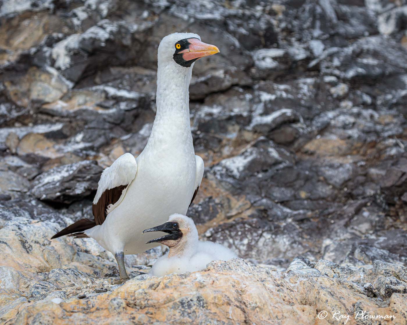 Boobies, Frigatebirds and Tropicbirds | Ray Plowman