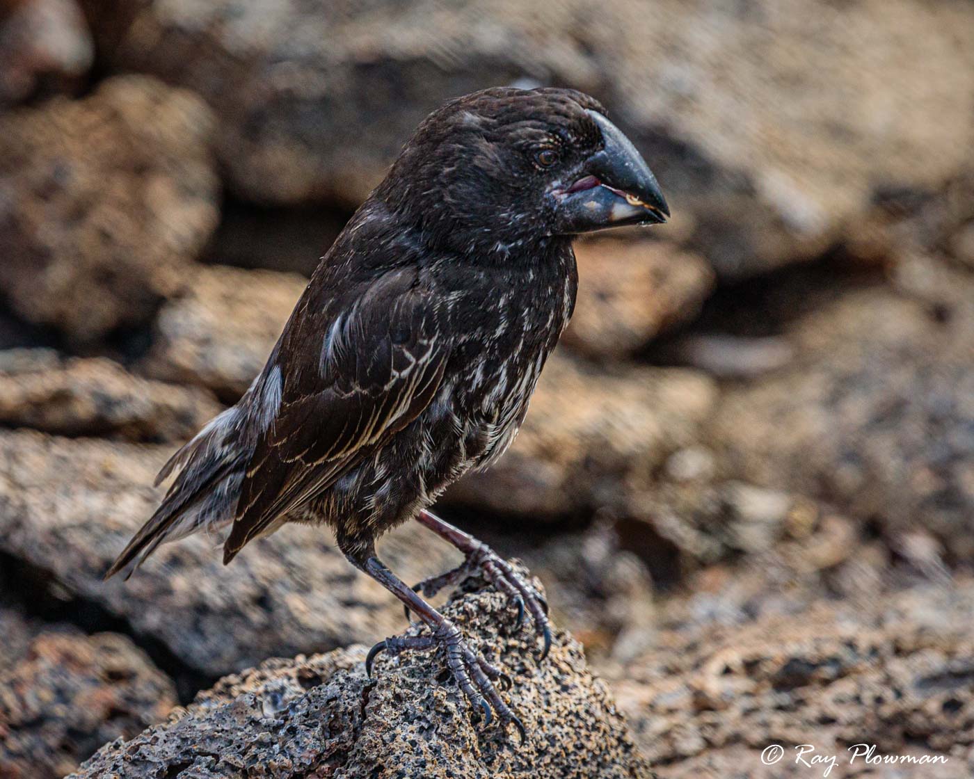 Tanagers, Cardinals and Darwin's Finches | Ray Plowman