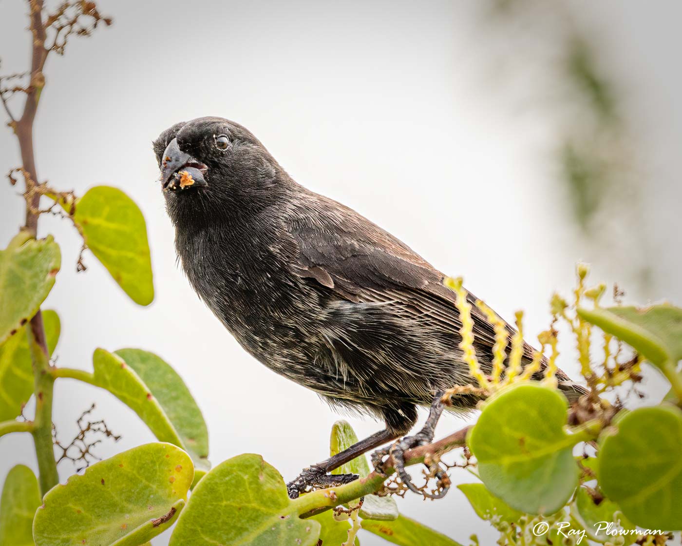Tanagers, Cardinals and Darwin's Finches | Ray Plowman