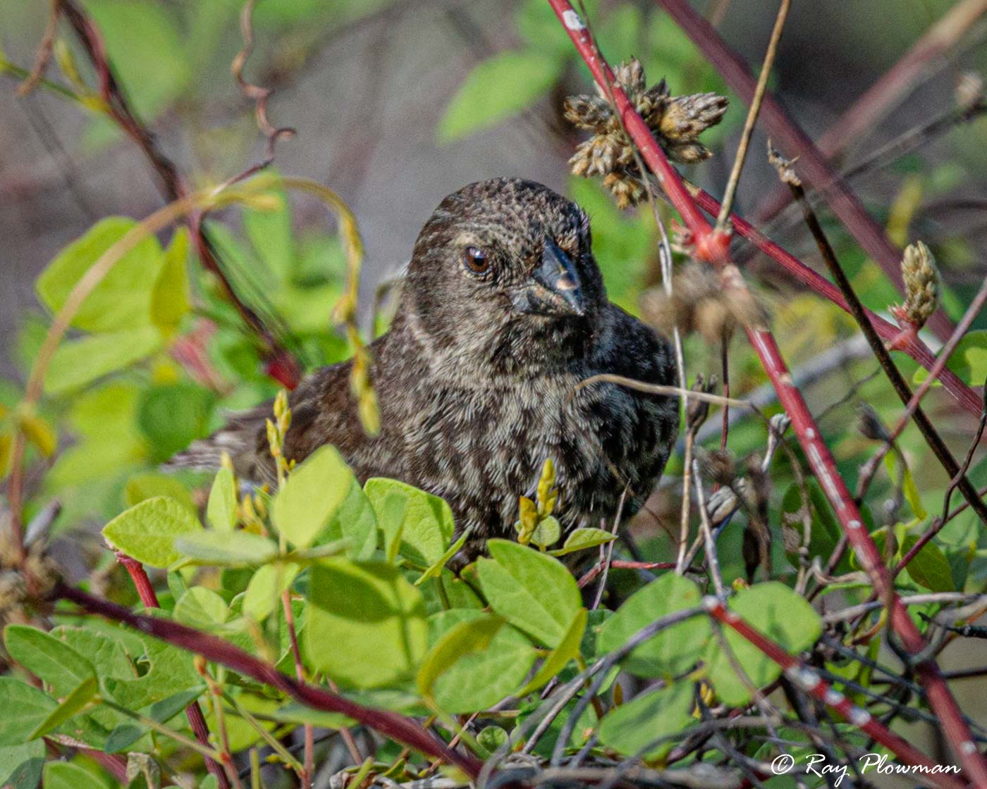 Tanagers, Cardinals and Darwin's Finches | Ray Plowman