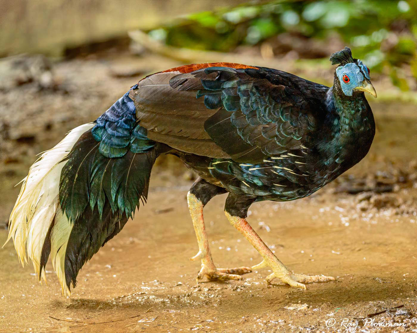 Landfowl and Flightless Lanbirds | Ray Plowman