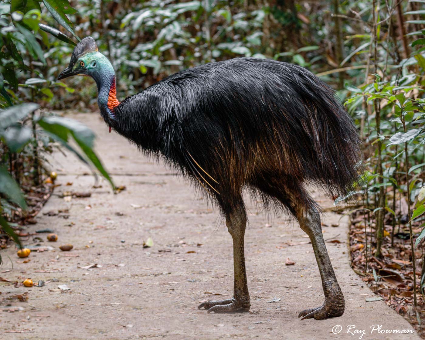 Landfowl and Flightless Lanbirds | Ray Plowman