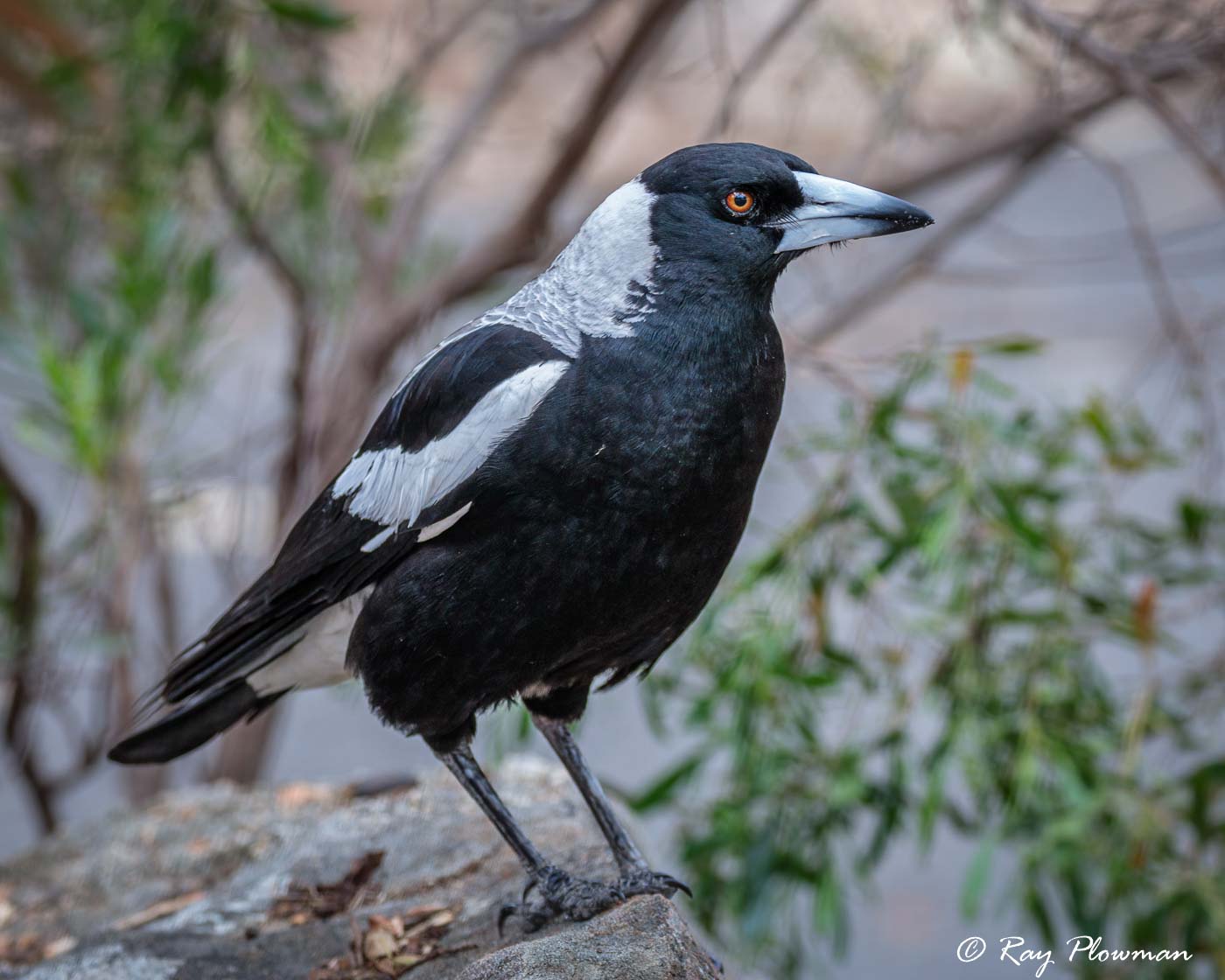 Butcherbirds, Ioras and Cuckooshrikes | Ray Plowman