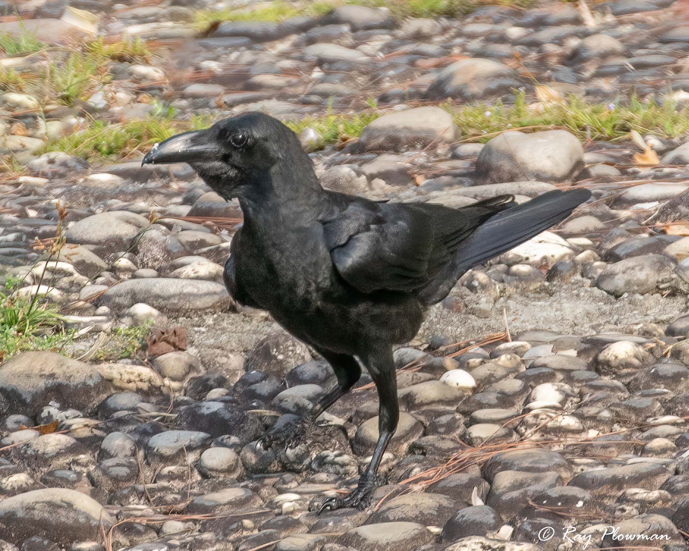 Crows, Monarchs and Shrikes | Ray Plowman