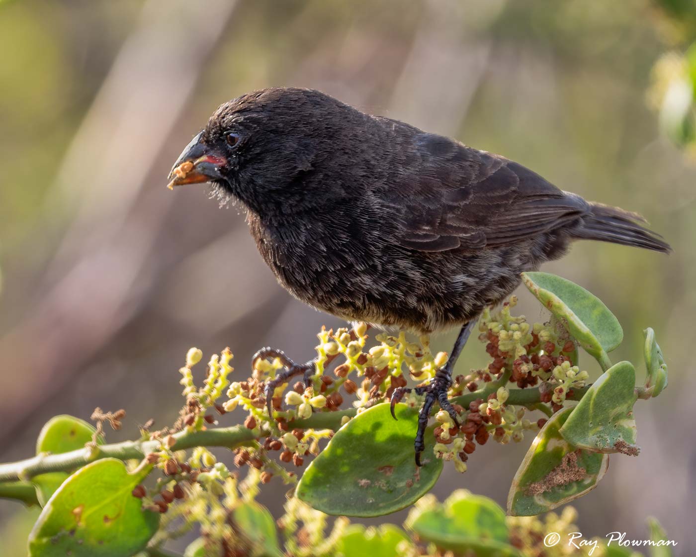 Tanagers, Cardinals and Darwin's Finches | Ray Plowman